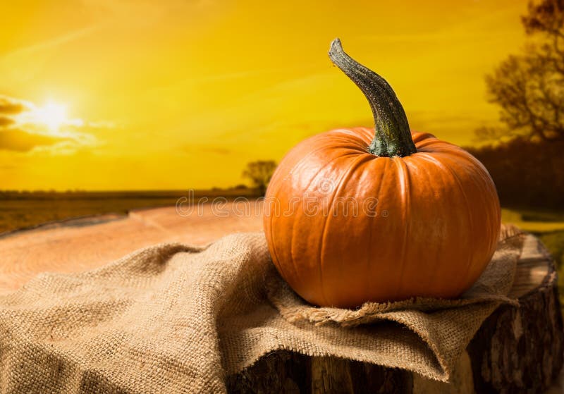 Pumpkin field at sunset stock image. Image of autumn - 20994369