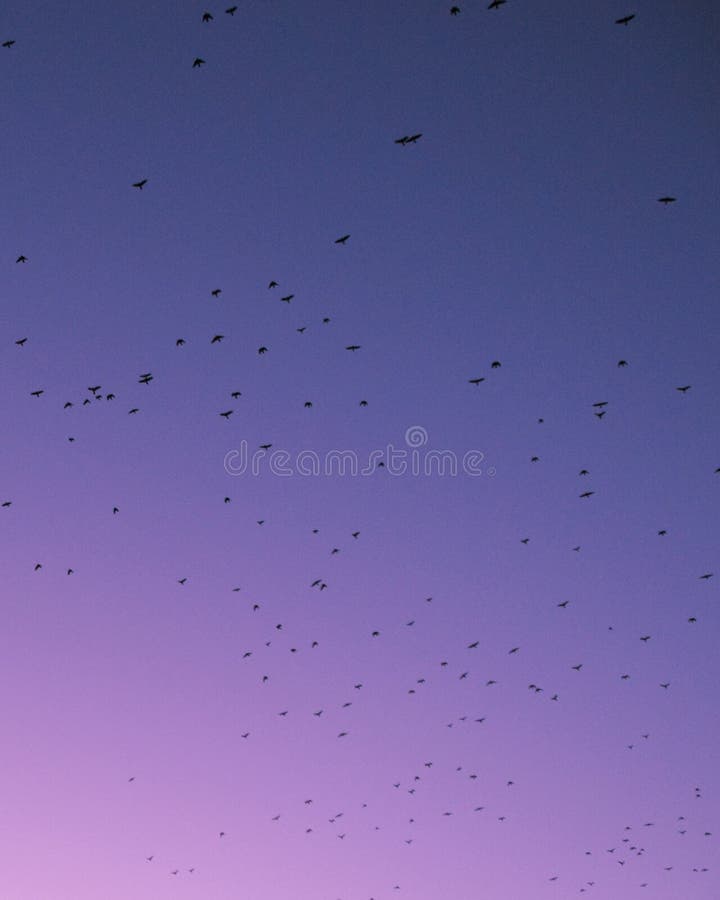 Sunset Purpose Pink Blue Bird Stock Photo - Image of blue, sunset ...