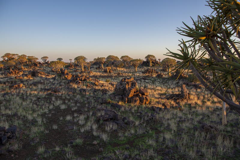 Sunset in Quiver Tree Forest, Namibia, South Africa Stock Photo - Image ...