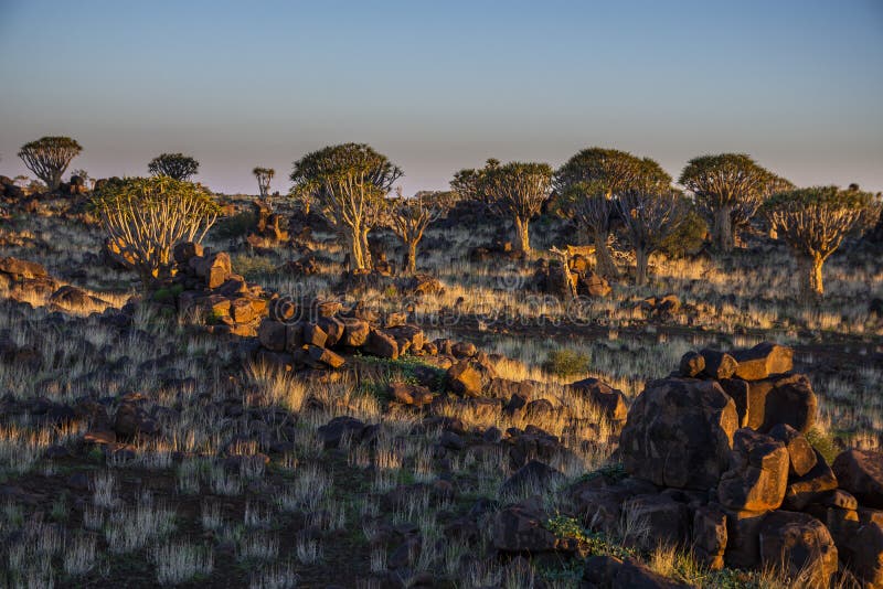 Sunset in Quiver Tree Forest, Namibia, South Africa Stock Image - Image ...