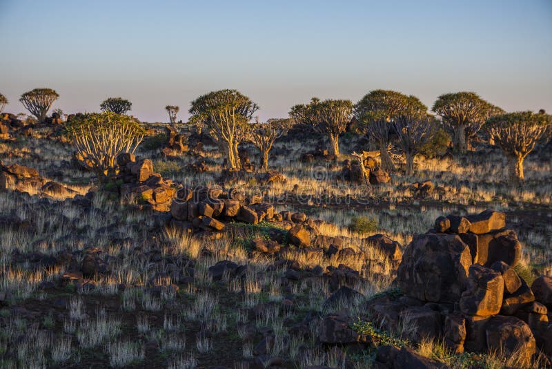Sunset in Quiver Tree Forest, Namibia, South Africa Stock Image - Image ...