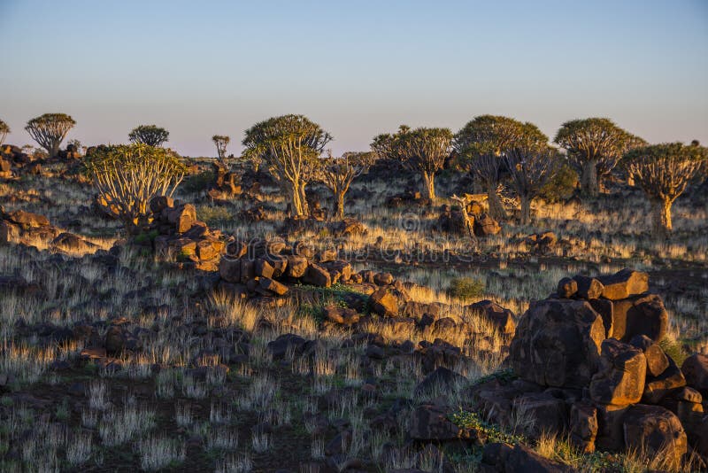 Sunset in Quiver Tree Forest, Namibia, South Africa Stock Image - Image ...