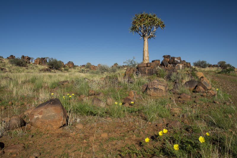 Sunset in Quiver Tree Forest, Namibia, South Africa Stock Photo - Image ...