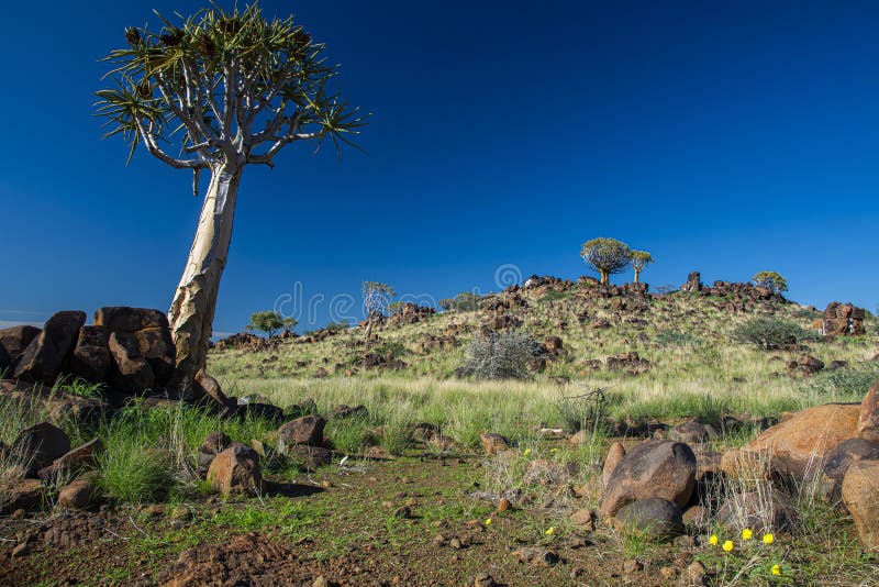 Sunset in Quiver Tree Forest, Namibia, South Africa Stock Photo - Image ...