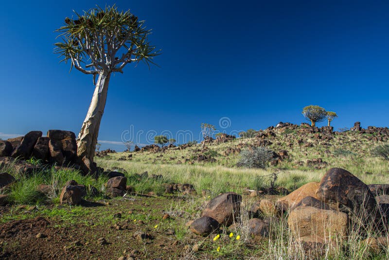 Sunset in Quiver Tree Forest, Namibia, South Africa Stock Image - Image ...