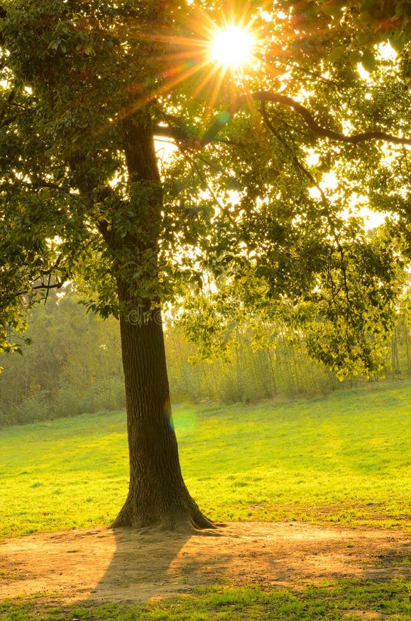 Sunset Rays Trough Leaves stock image. Image of travel - 22387047
