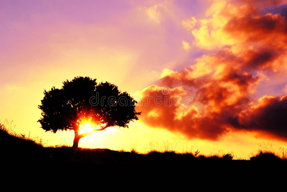 Sunset Red and Magenta with Oak Tree Stock Image - Image of dark ...