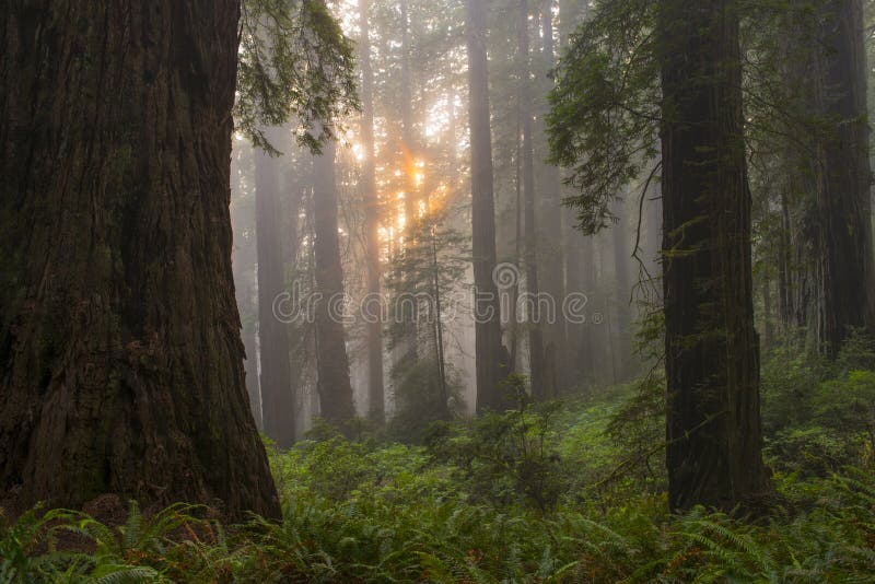 Sunset in Redwood Tree Grove Stock Photo - Image of cupressaceae ...
