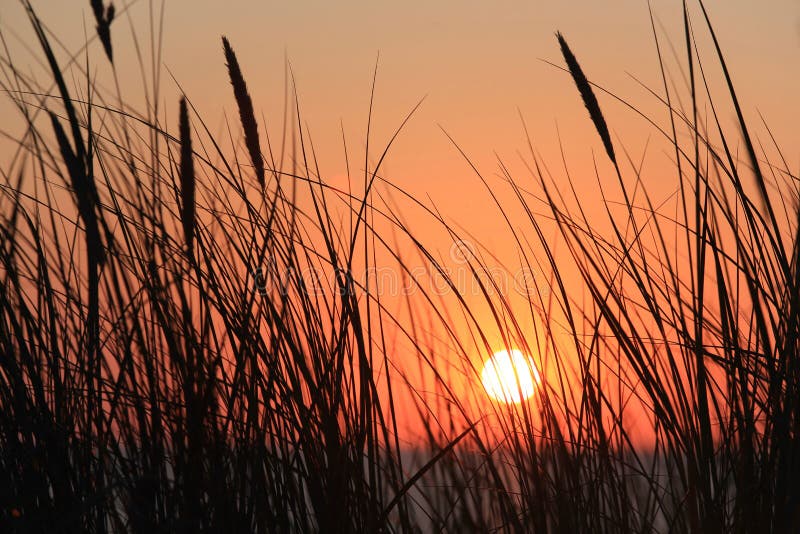 Sunset among the reeds stock image. Image of rural, silhouette - 133285703