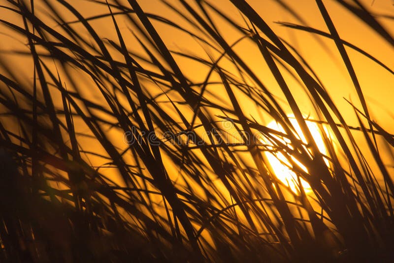 Sunset in the Reeds on the Nature Stock Photo - Image of orange ...
