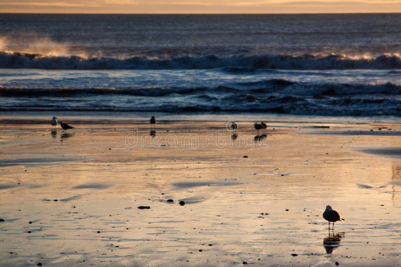 Sunset Reflecting Off Wet Sand at Beach Silhouetting the Seagulls Stock ...