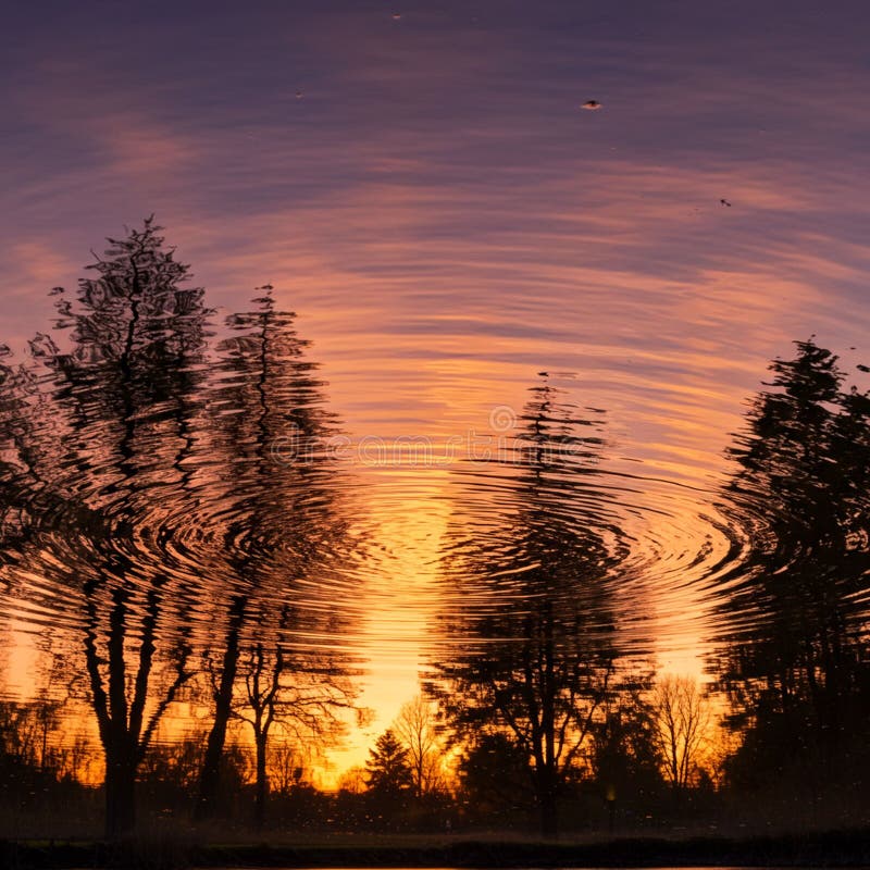 Sunset Reflection in Water Creates an Illusionistic Image. Tree ...
