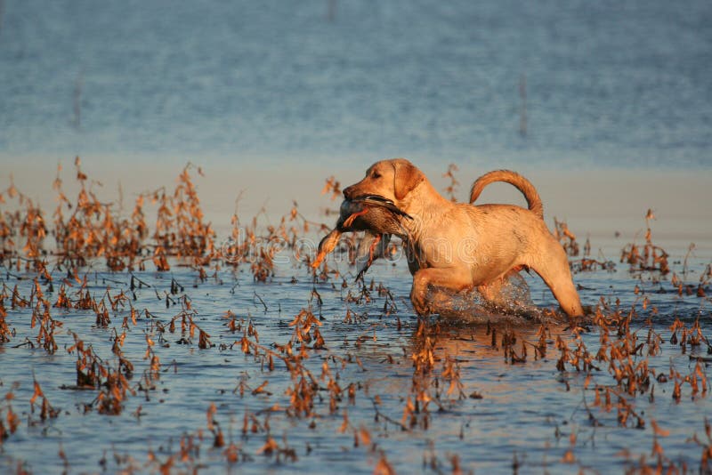 Sunset retrieve stock image. Image of scene, fall, water - 35651595