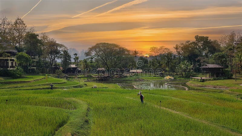 Sunset on the rice farm stock image. Image of plant - 216987317