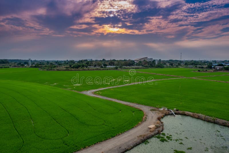 Sunset at Rice Field in Thailand Stock Image - Image of landscape ...