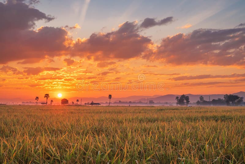 The Sunset on the Rice Field Stock Image - Image of farm, orange: 165134091