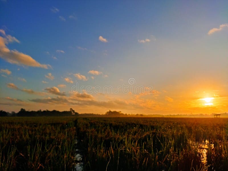 Sunset in rice field stock photo. Image of field, nature - 221490044
