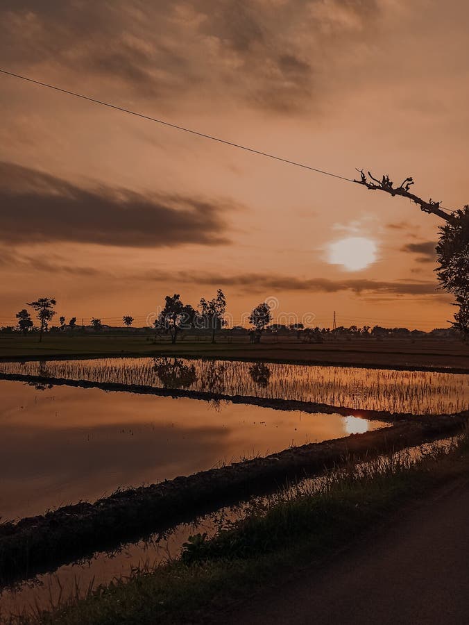 Sunset in rice field stock image. Image of field, forquotes - 222819479