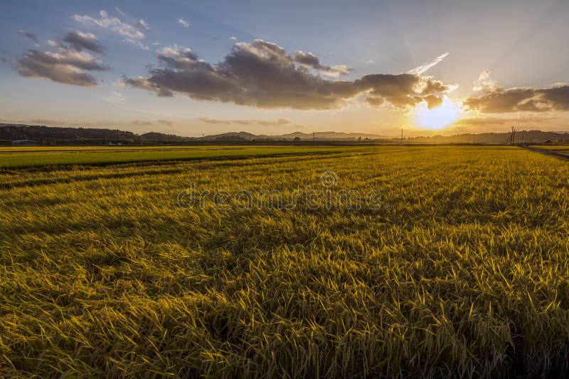 Sunset rice field stock photo. Image of rice, cultivation - 77796368