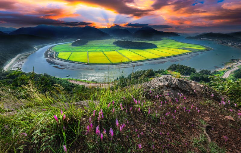 Sun Set at Rice Field in the Middle of the River Bend in South Korea ...