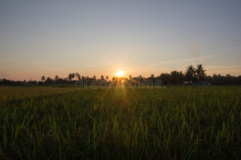 Sunset stock photo. Image of rice, landscape, sunset - 129004070