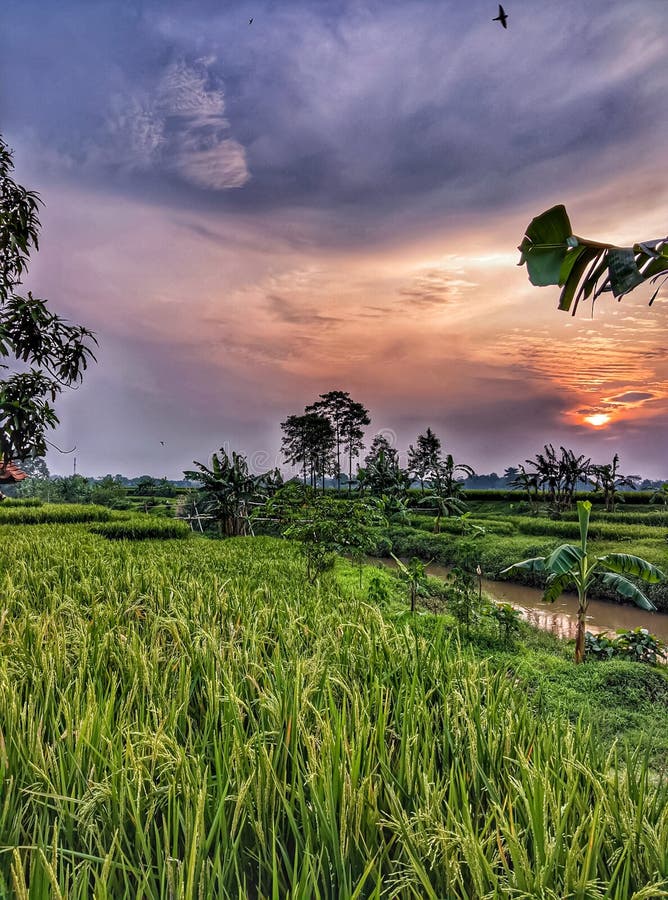 Sunset at Rice Field with Tree and a River Stock Photo - Image of river ...