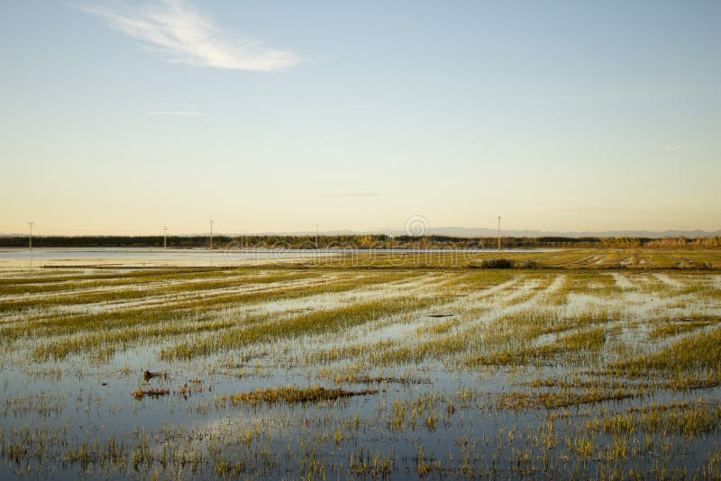 Sunset rice field stock photo. Image of sunset, field - 103724278