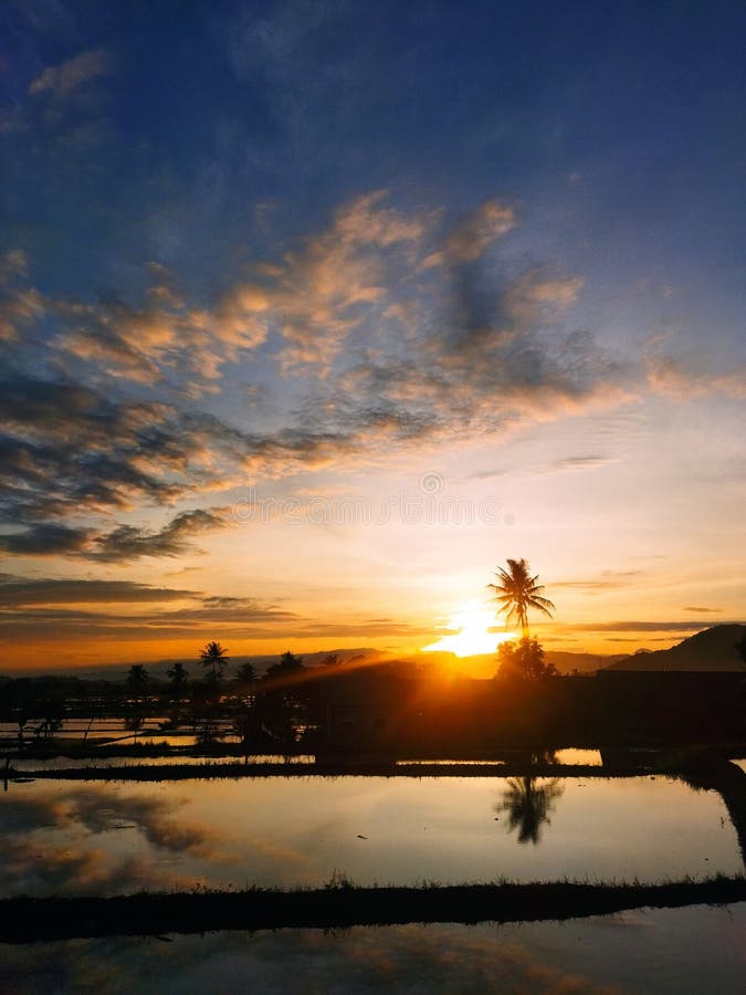 Sunset in the rice fields stock photo. Image of sunrise - 264631648