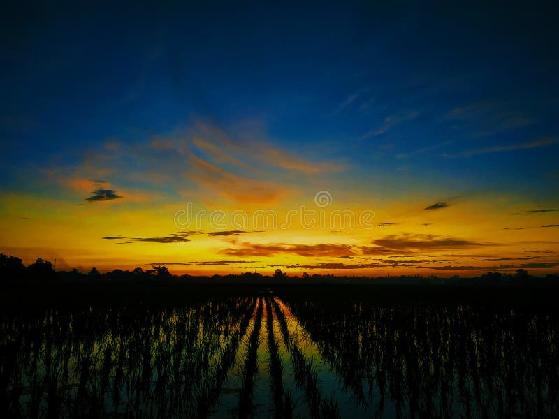 Sunset in the rice fields stock photo. Image of west - 154825650