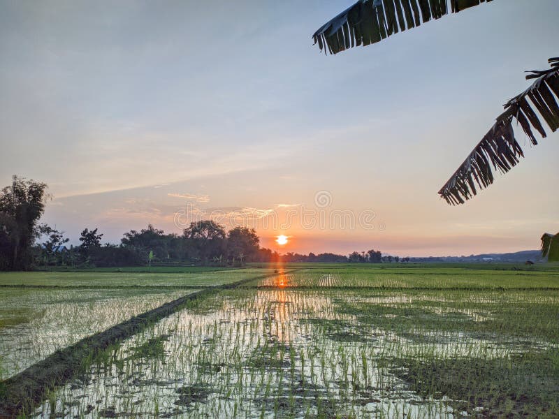 Sunset in the rice fields. stock image. Image of idyllic - 379090533