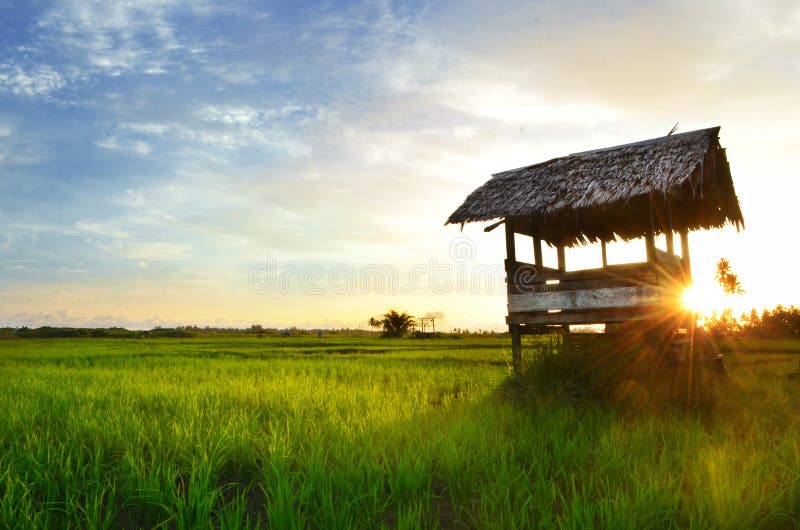 Sunset on rice stock photo. Image of fields, farming - 97656480