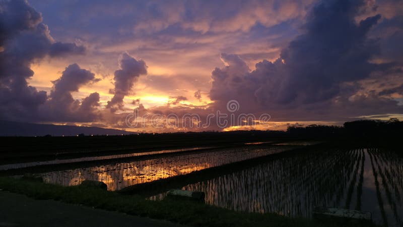 Sunset Ricefield, sawah stock image. Image of sunlight - 256019457