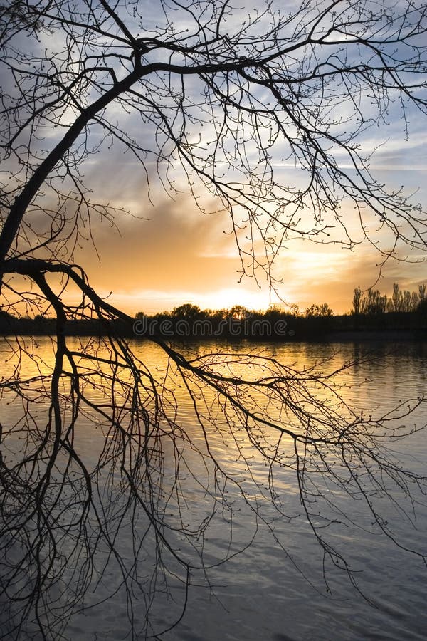 Oak tree at sunset stock image. Image of countryside, solitary - 7395391