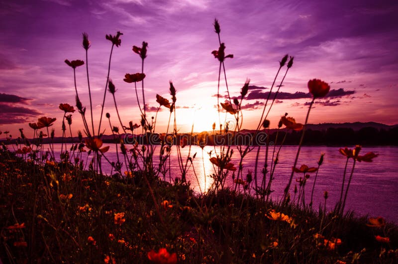 Sunset river color purple stock photo. Image of horizon - 55582736