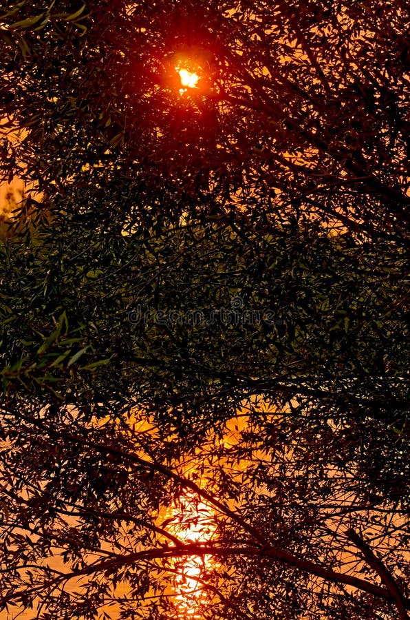 Sunset on the River with Trees Stock Image - Image of evening, summer ...