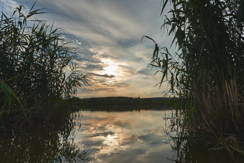 Sunset on the River is Visible through the Reeds. Stock Image - Image ...