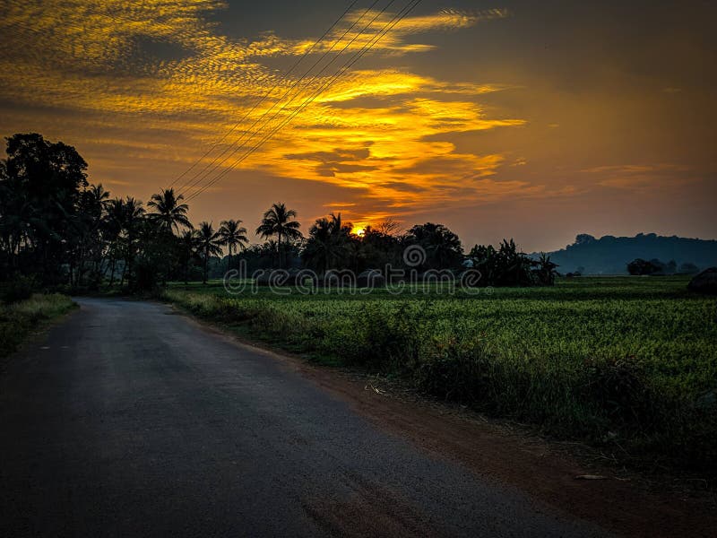 Sunset at roadside stock image. Image of plant, nature - 221549441