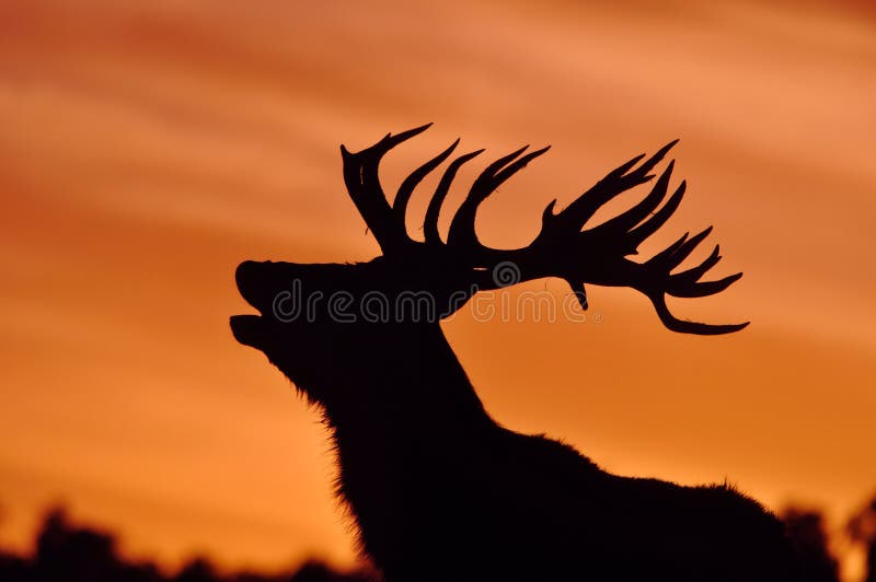 20,241 Red Deer Stag Photos - Free & Royalty-Free Stock Photos from ...