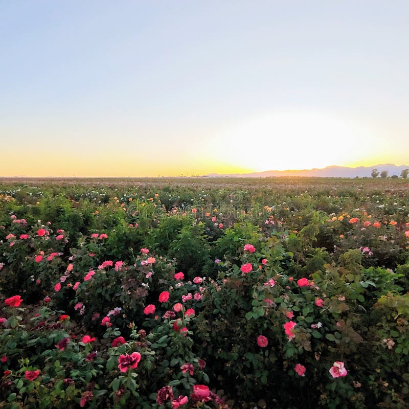 Rose fields stock image. Image of countryside, natural - 25407501
