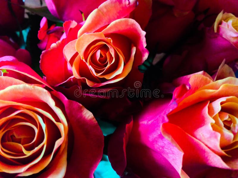 Sunset Roses stock image. Image of floral, roses, beautiful - 86201013