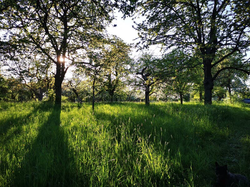 Sunset at a rural forest stock photo. Image of nature - 181108480