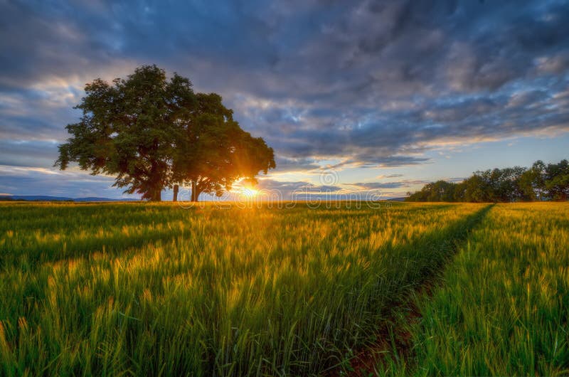 Sunset on rye field stock image. Image of plant, harvest - 55854003
