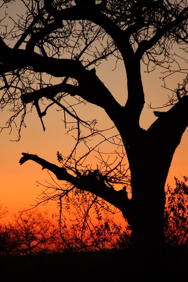 Sunset in Sabi Sands stock image. Image of orange, outdoor - 5569911