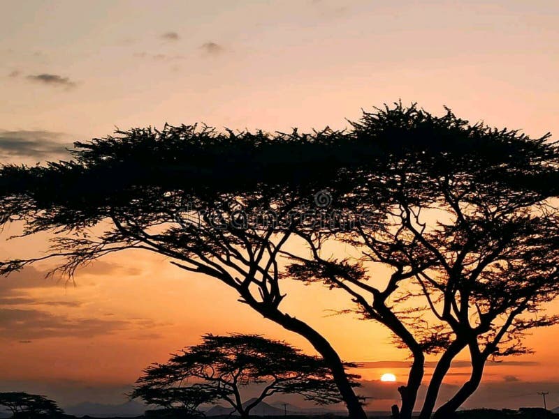Sunset, Safari,nature,color, Trees Stock Image - Image of ...