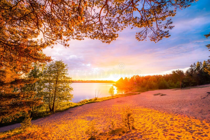 Sunset on a Sandy Beach in a Pine Forest Stock Image - Image of city ...
