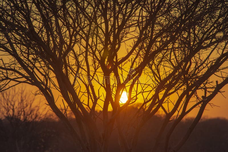 Sunset in savannah stock photo. Image of landscape, africa - 195737520