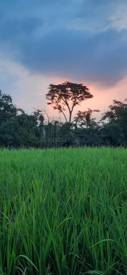 Sunset Sawah Forest Alam Hutan Stock Photo - Image of hutan, sunset ...