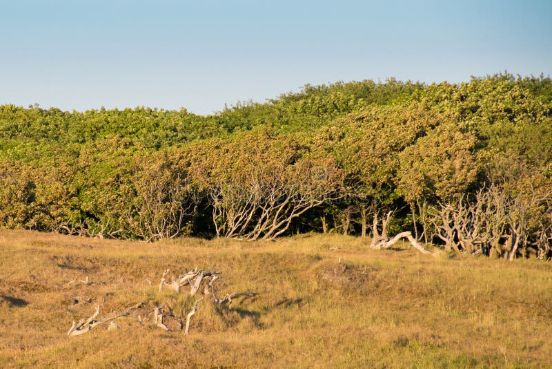 Sunset Scene at Beach Grassland at Forest Stock Image - Image of sunset ...