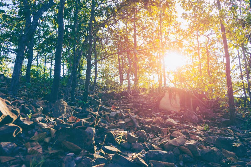 Sunset Scene in the Forest with Vintage Tone Stock Image - Image of ...