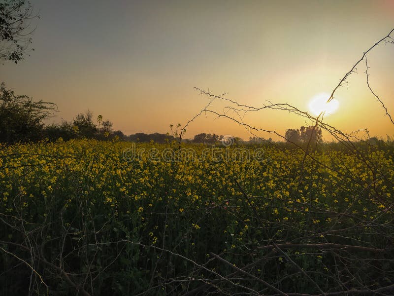 Sunset Scenery in the Farm Creating Golden Light Stock Photo - Image of ...